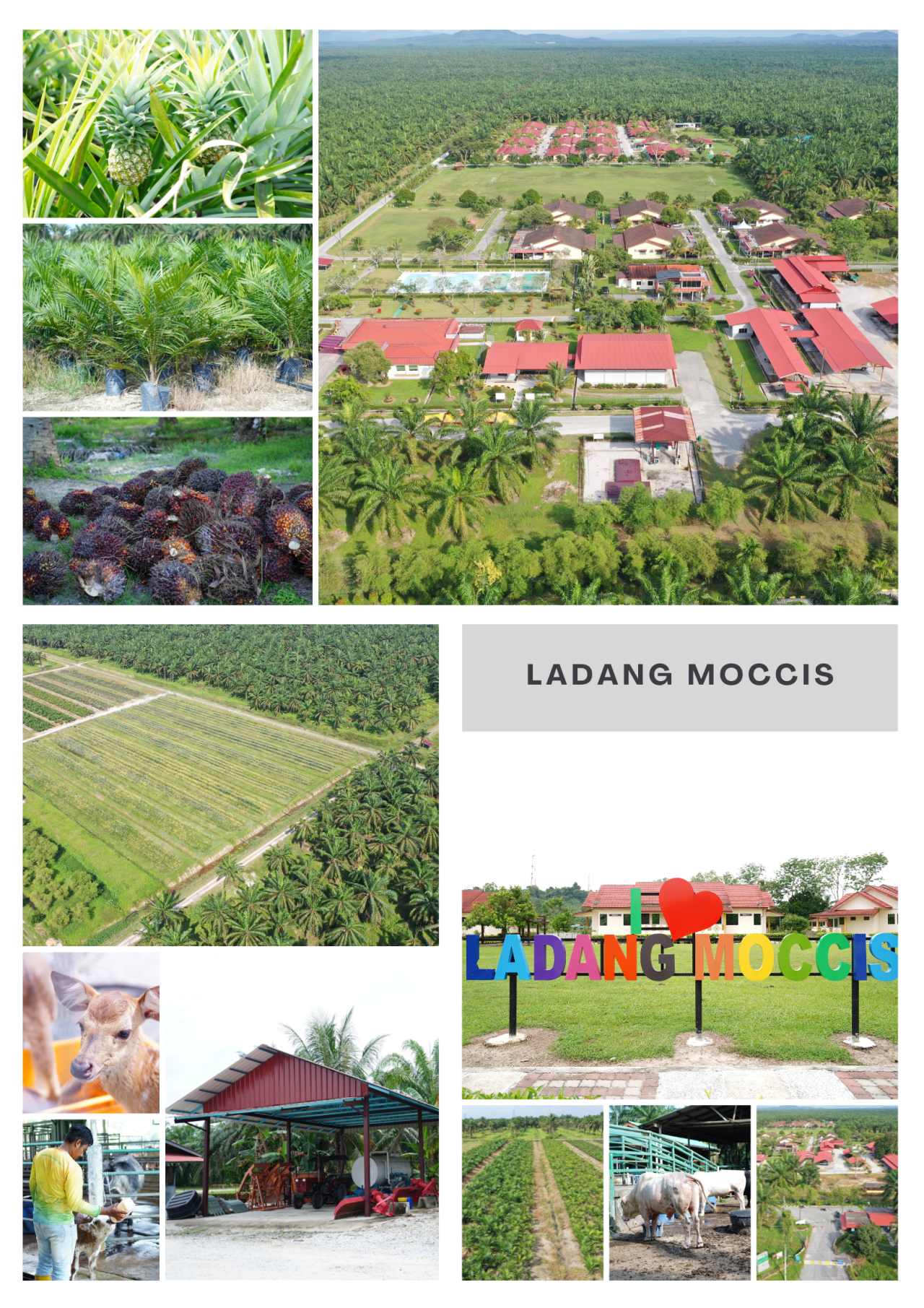 Perladangan | MOCCIS BERHAD